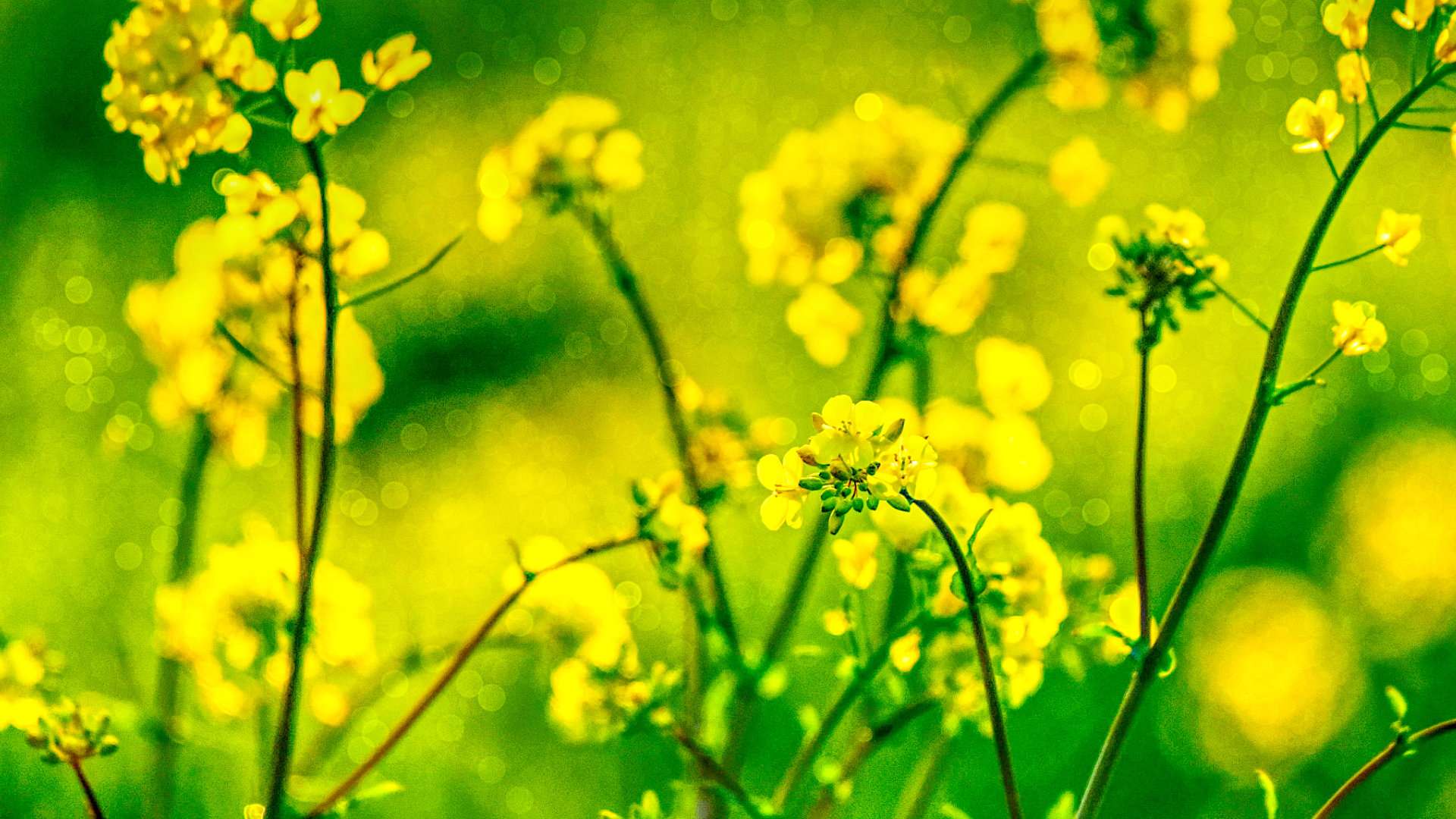 Aussaat im September - 3 fantastische Möglichkeiten für die ...